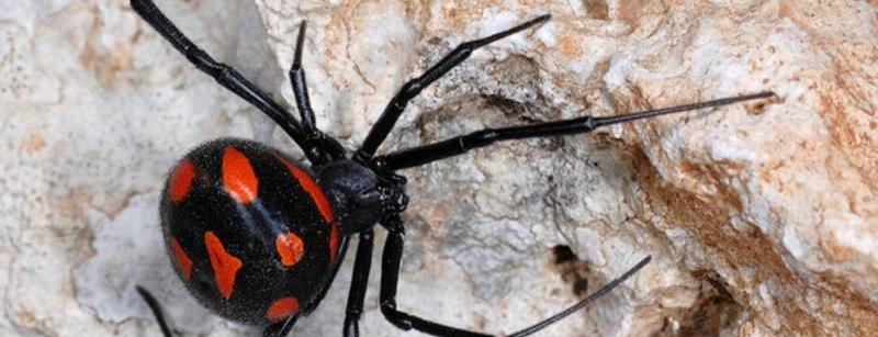 В Мариуполе мужчину укусил каракурт - Новини 18 серпня 2017 р. - 0629 ...